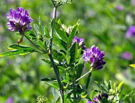 Alfalfa Hay in Pakistan - AGRICOMPLEX PAKISTAN