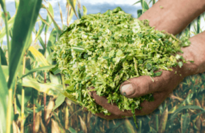 Corn Silage For Beef Cattle: The Best Guide 2023
