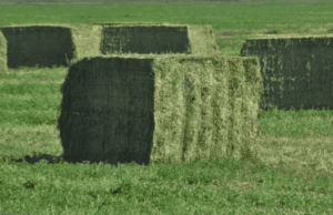 Alfalfa Hay In Pakistan (Green Gold): Best Guide 2023
