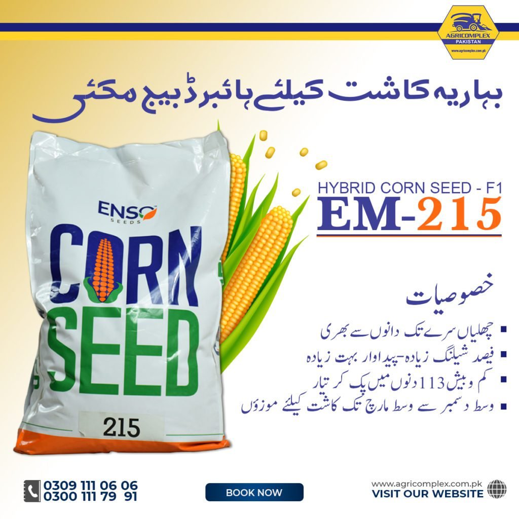 Hybrid Corn Seed F1 - Agricomplex Pakistan