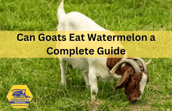 Can Goats Eat Watermelon? A Comprehensive Guide 2023