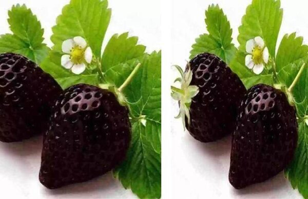 Black Strawberries: The 1 Mysterious Allure Of A Rare Delight