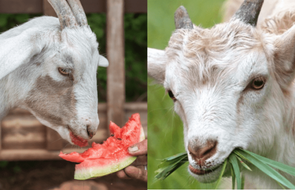 Can Goats Eat Watermelon? A Comprehensive Guide 2023
