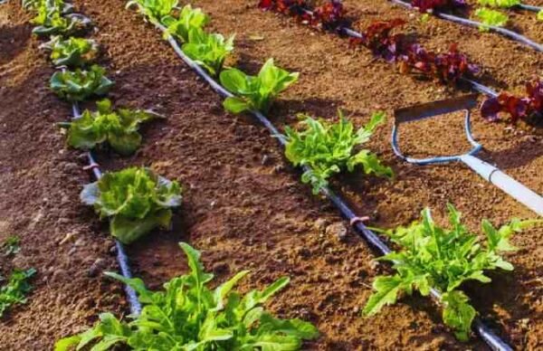 Unveiling The Secrets Of Watering: Drip Irrigation Vs Soaker Hose – A ...