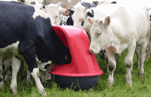 Cattle Mineral Feeder With Fly Control: The Ultimate Positive Guide Of ...